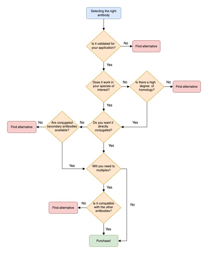 Antibodies 101: Selecting the Right Antibody